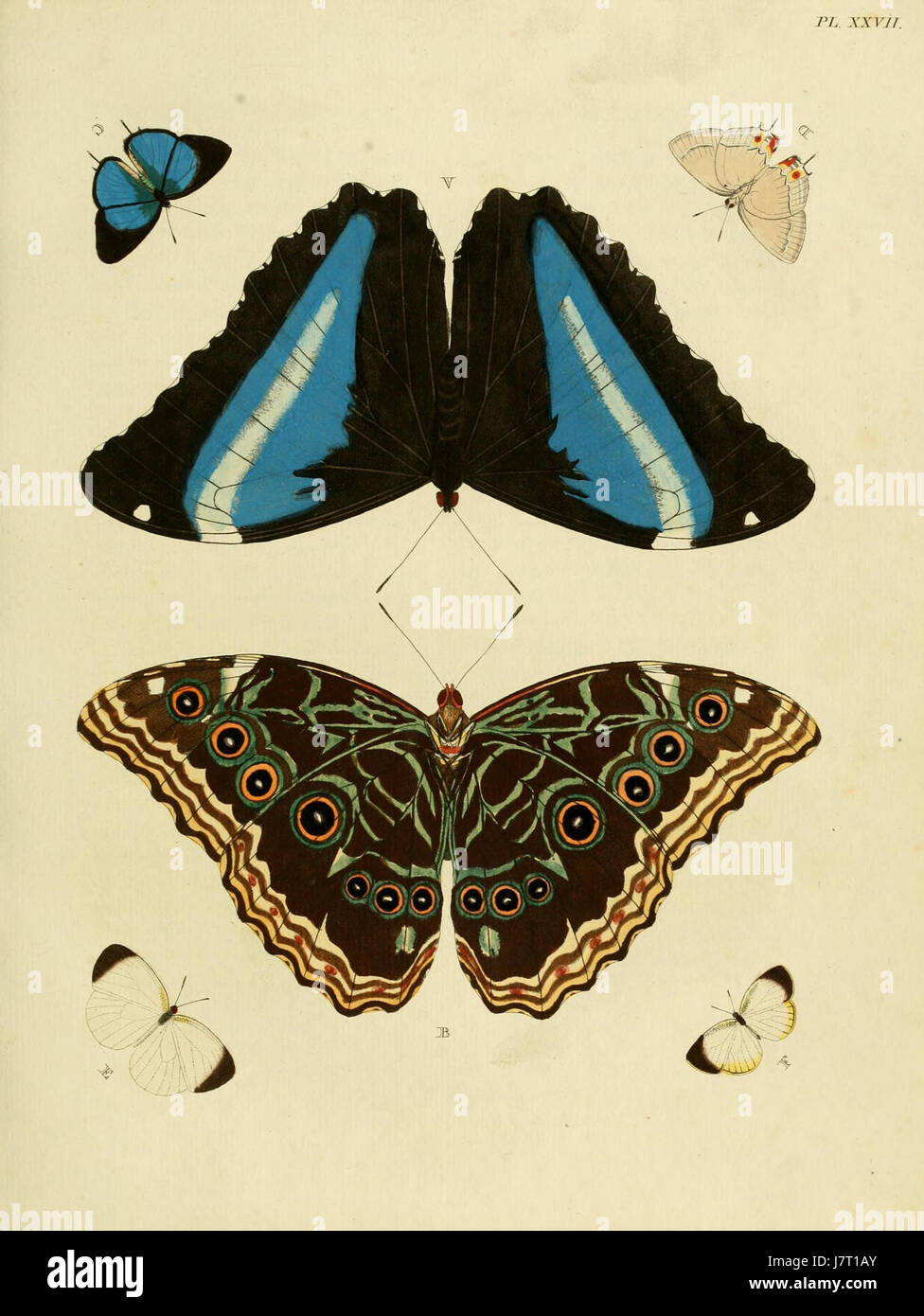 Plate 027 from 'De uitlandsche kapellen' by Pieter Cramer and Caspar ...