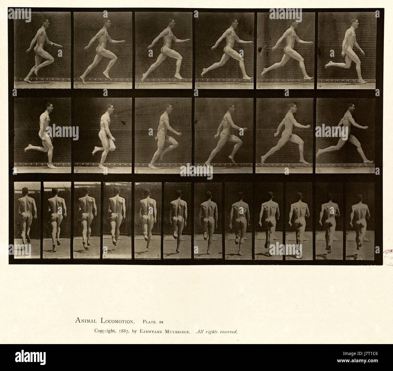 Animal locomotion. Plate 64 (Boston Public Library Stock Photo - Alamy
