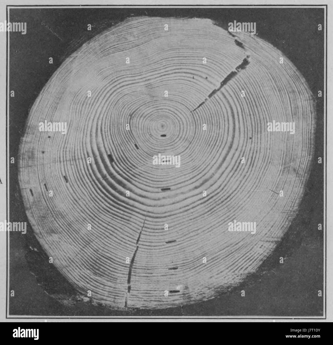Plate tree hi-res stock photography and images - Alamy