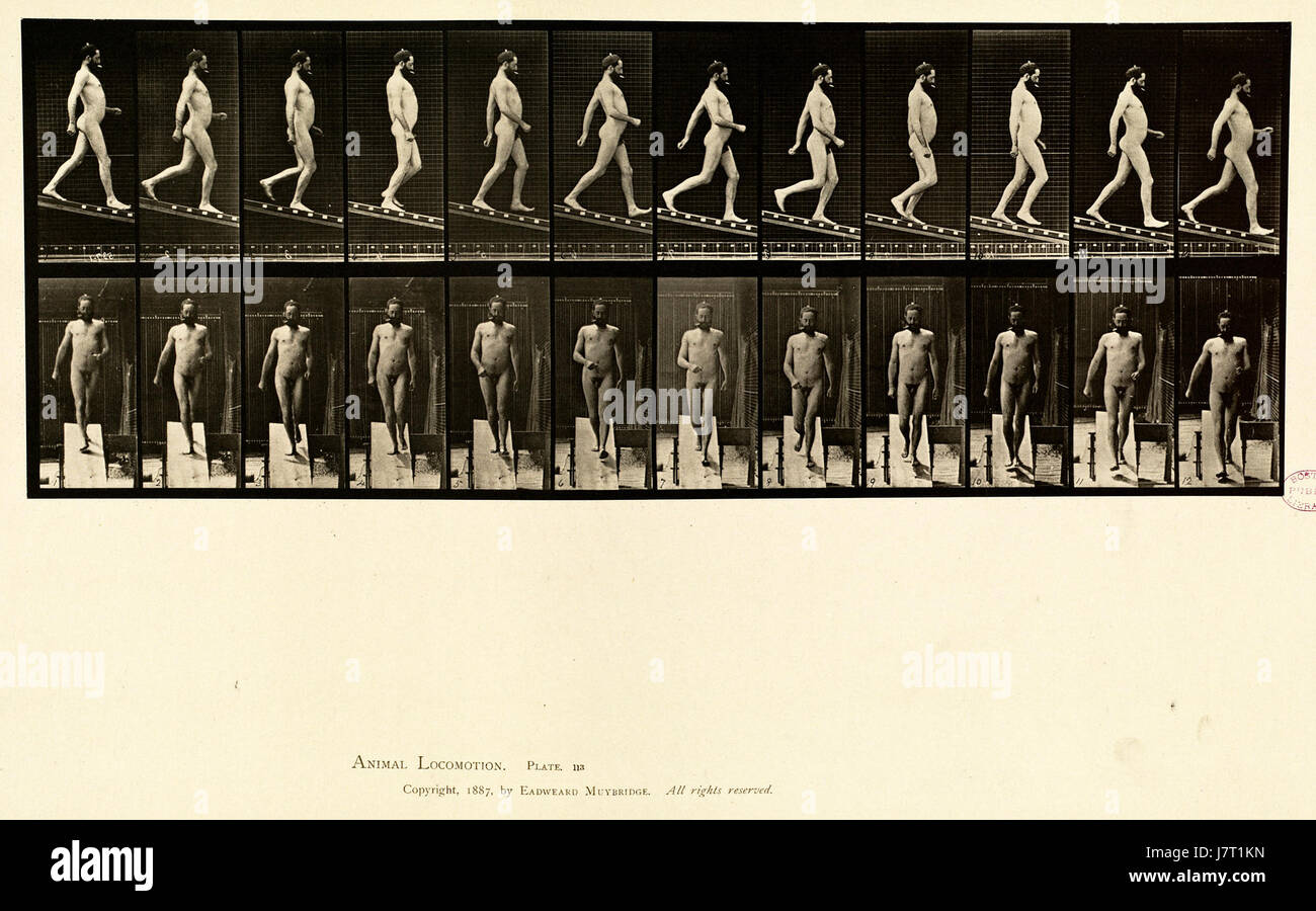 'Animal Locomotion' is a pioneering photographic study by Eadweard ...