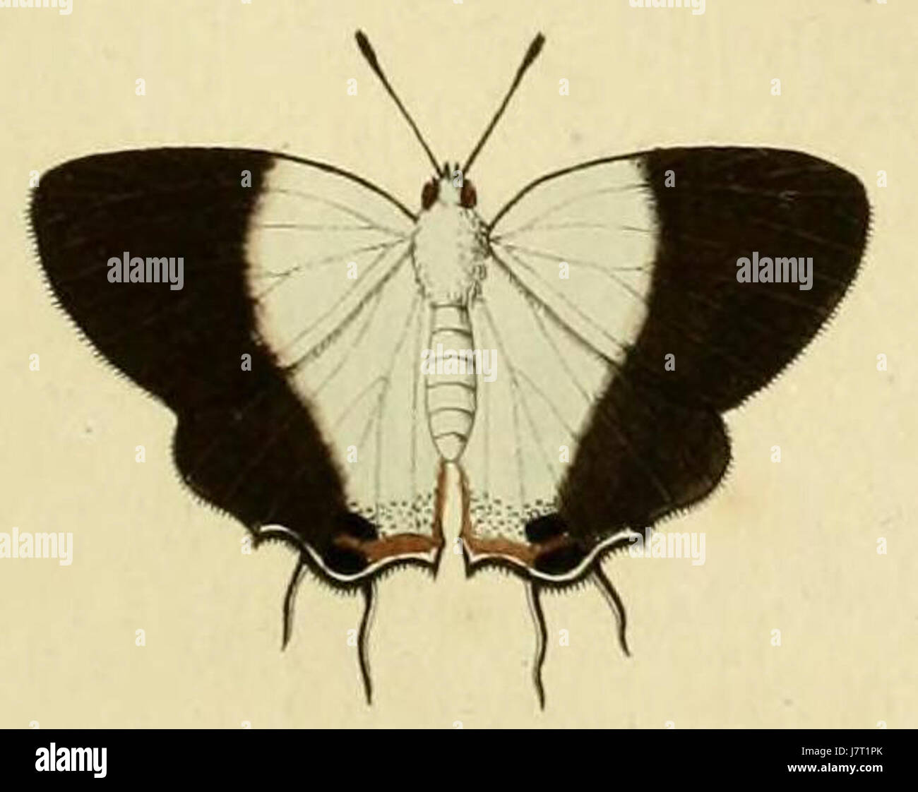 Hymen hi-res stock photography and images - Alamy