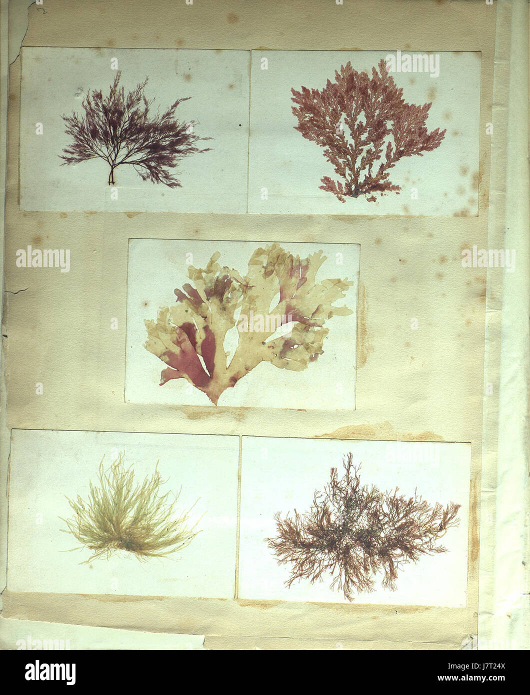 Algues marines 2 Stock Photo - Alamy