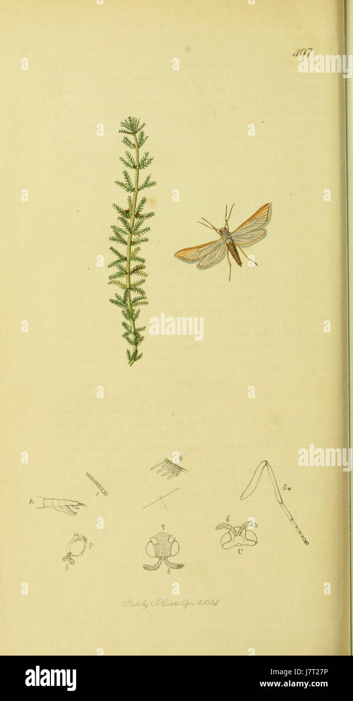 This plate from the fourth volume of 'British Entomology' depicts ...