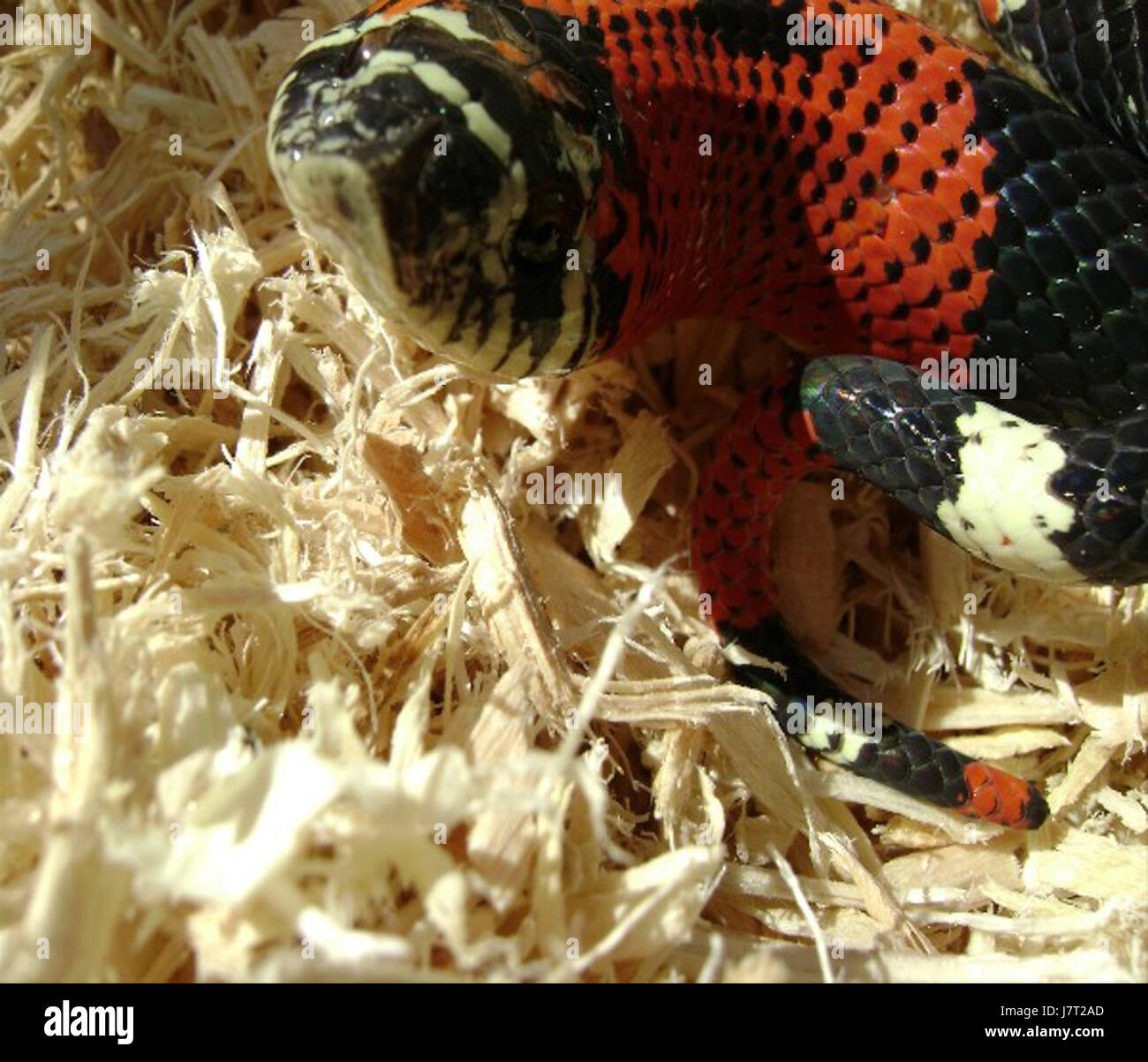 Xenodon semicinctus hi-res stock photography and images - Alamy
