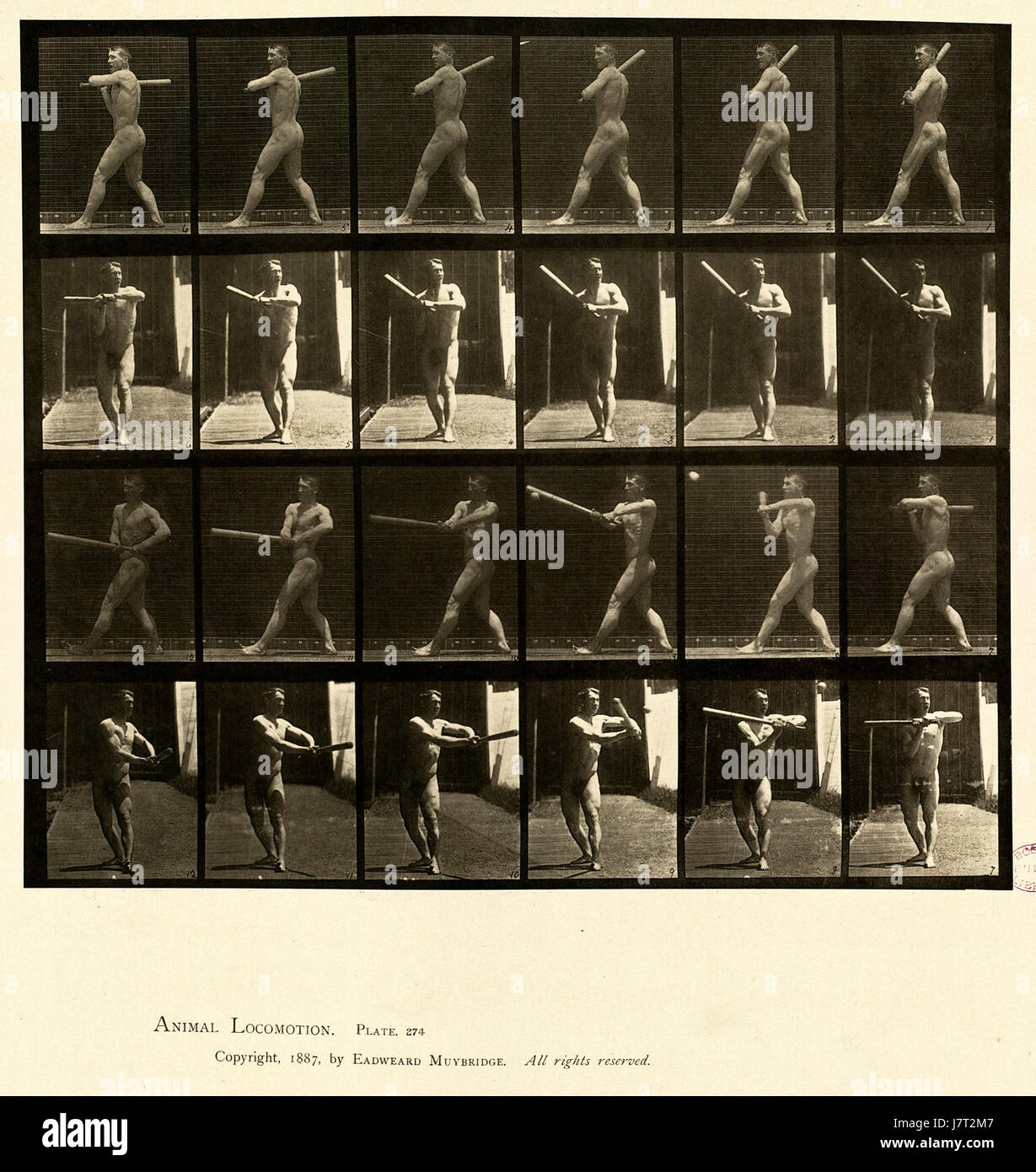 Human evolution stages hi-res stock photography and images - Alamy