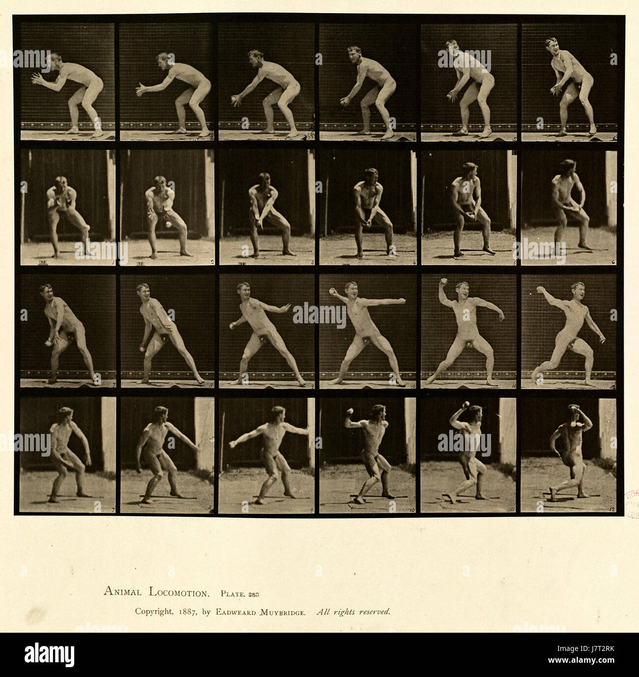 Plate 283 from 'Animal Locomotion,' a work by Eadweard Muybridge ...