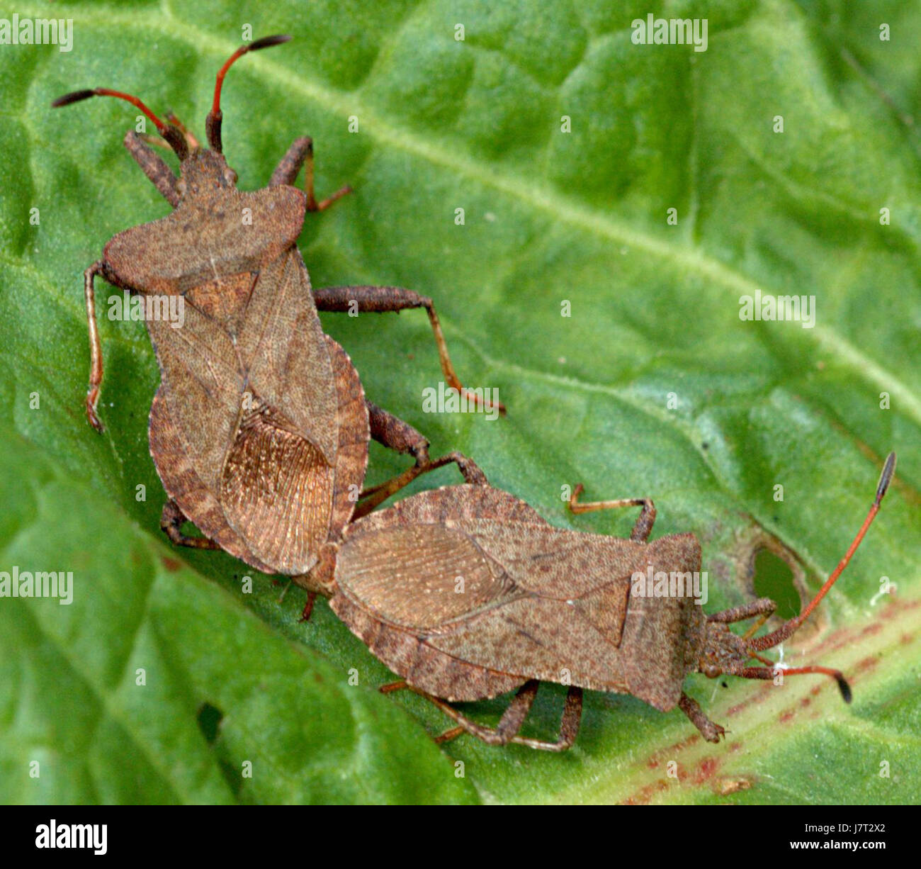 20050514 001 coreus marginatus Stock Photo - Alamy
