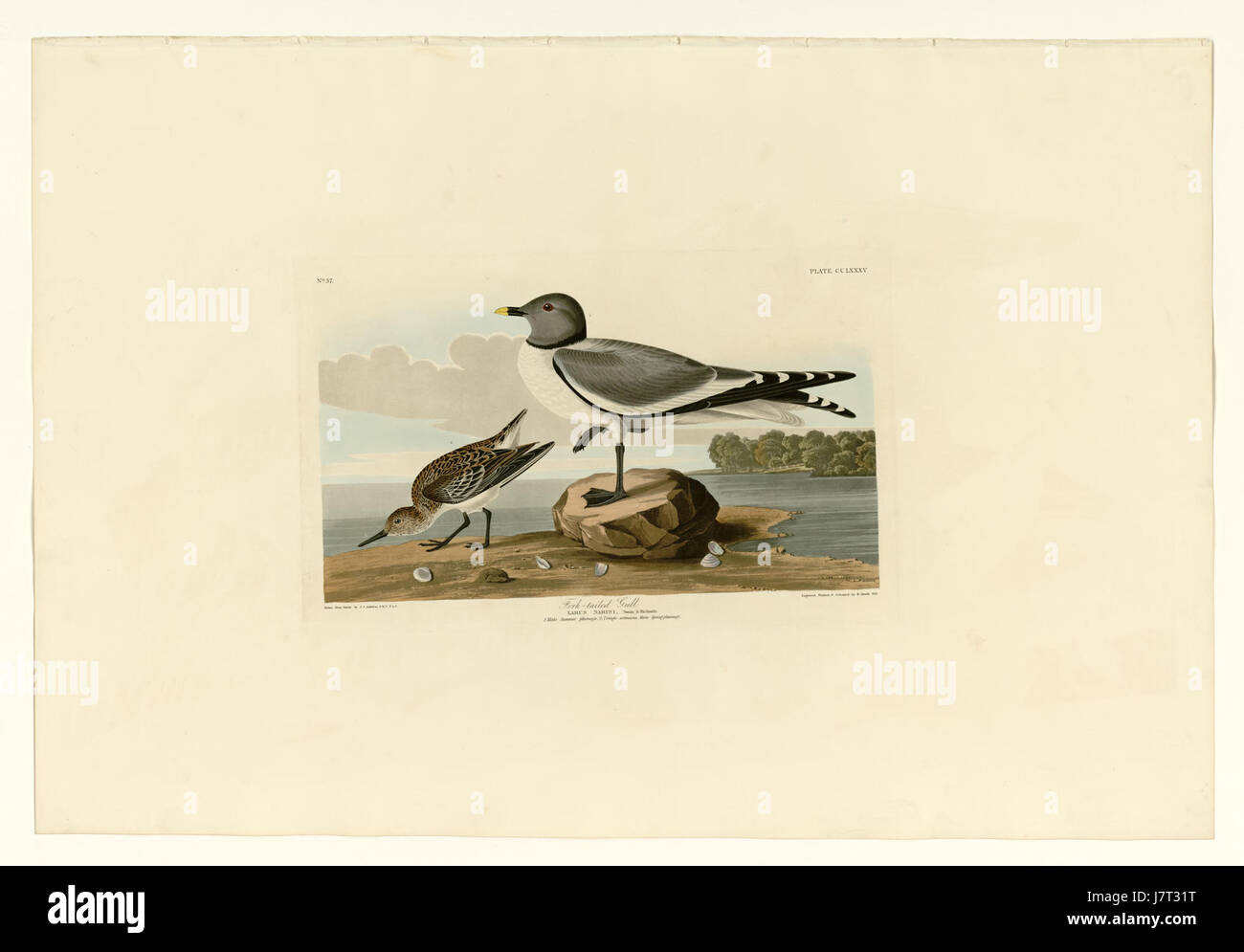 285 Fork tailed Gull Stock Photo - Alamy