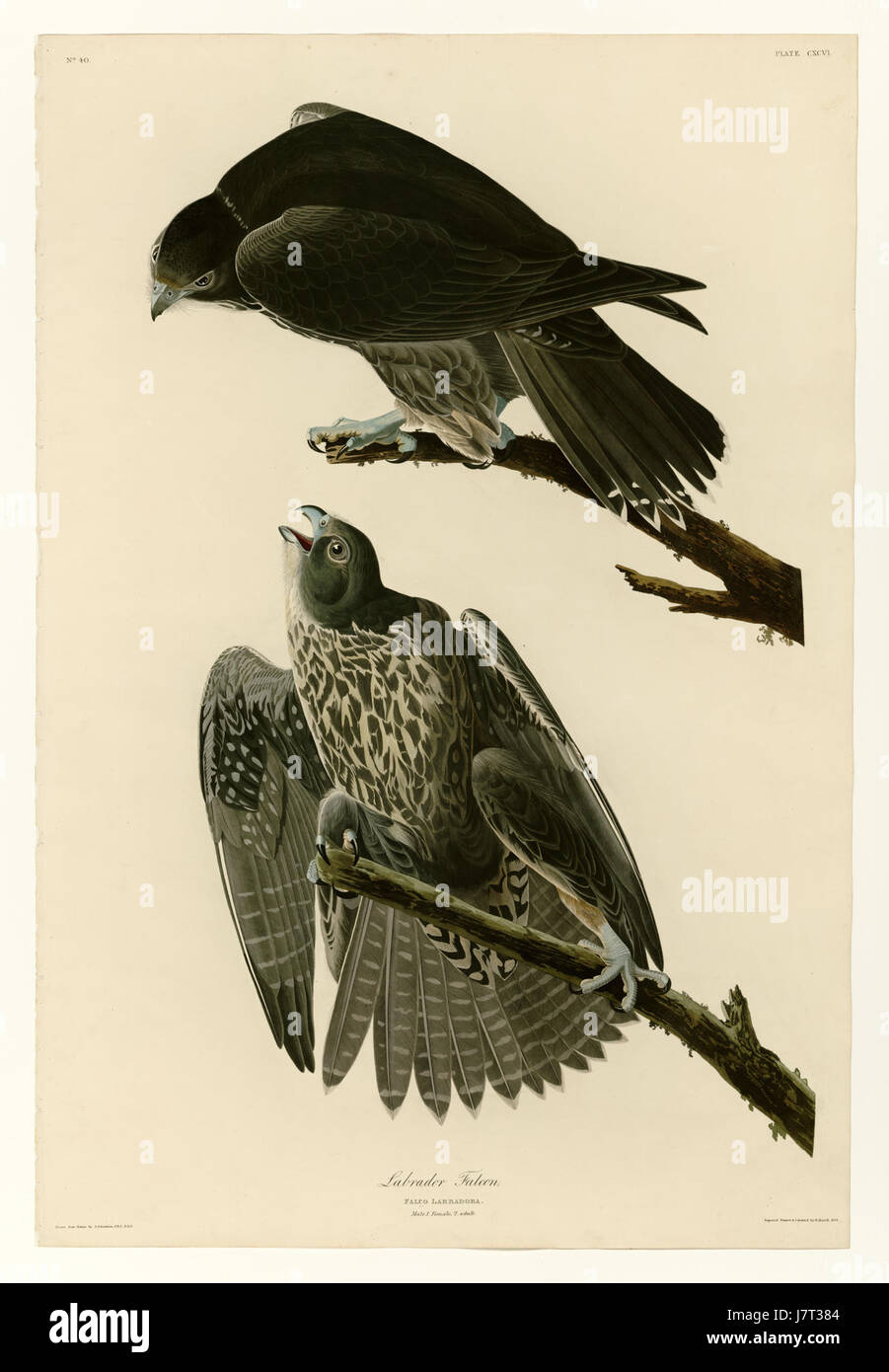 Falcon hunting america hi-res stock photography and images - Alamy