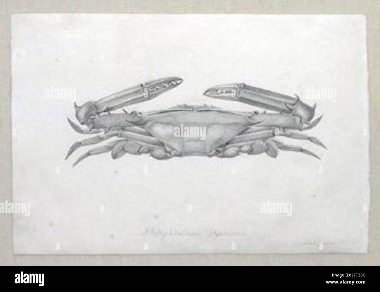 *Crab Fremenville* refers to a place, name, or title linked to the ...