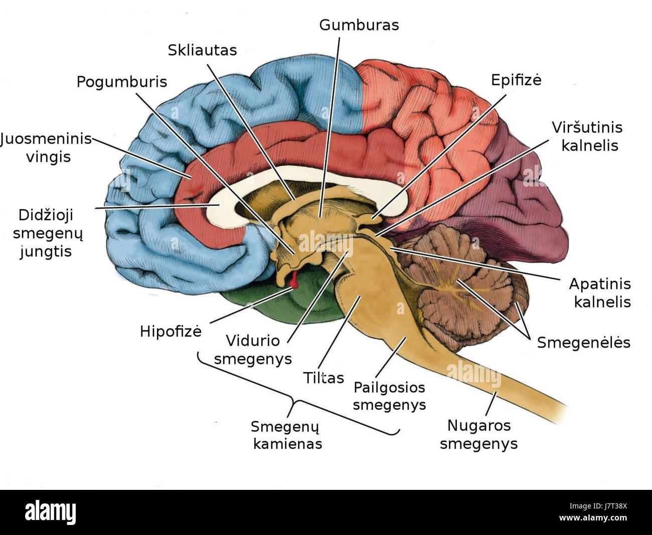 Anatomical images Cut Out Stock Images & Pictures - Alamy