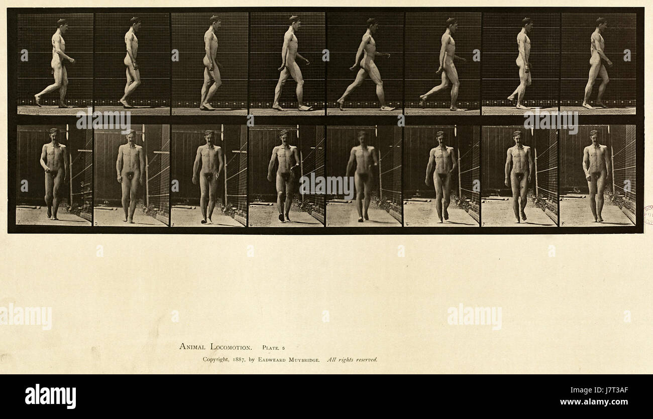 'Animal Locomotion. Plate 5' refers to a well-known photographic study ...