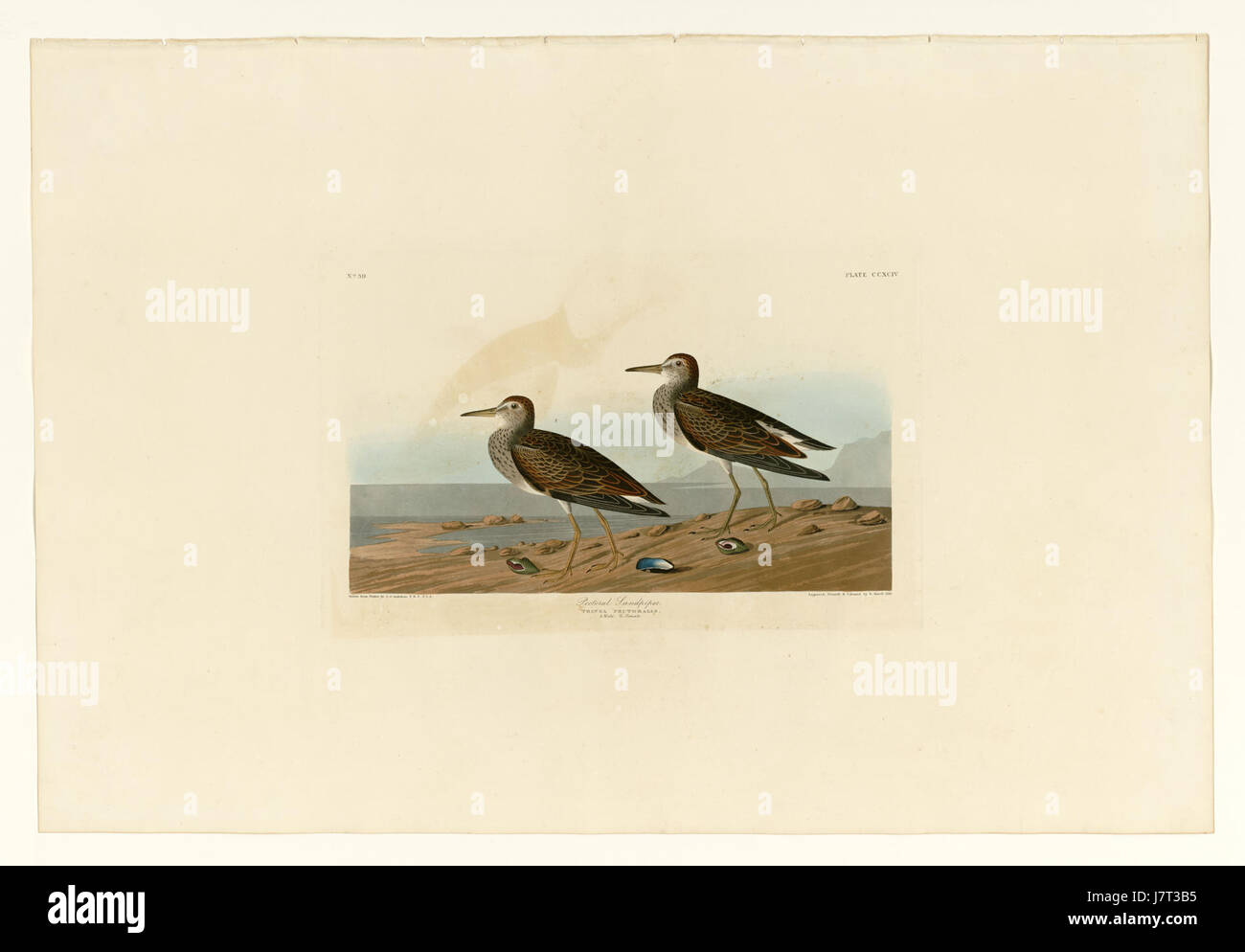 Pectoral sandpiper bird species hi-res stock photography and images - Alamy