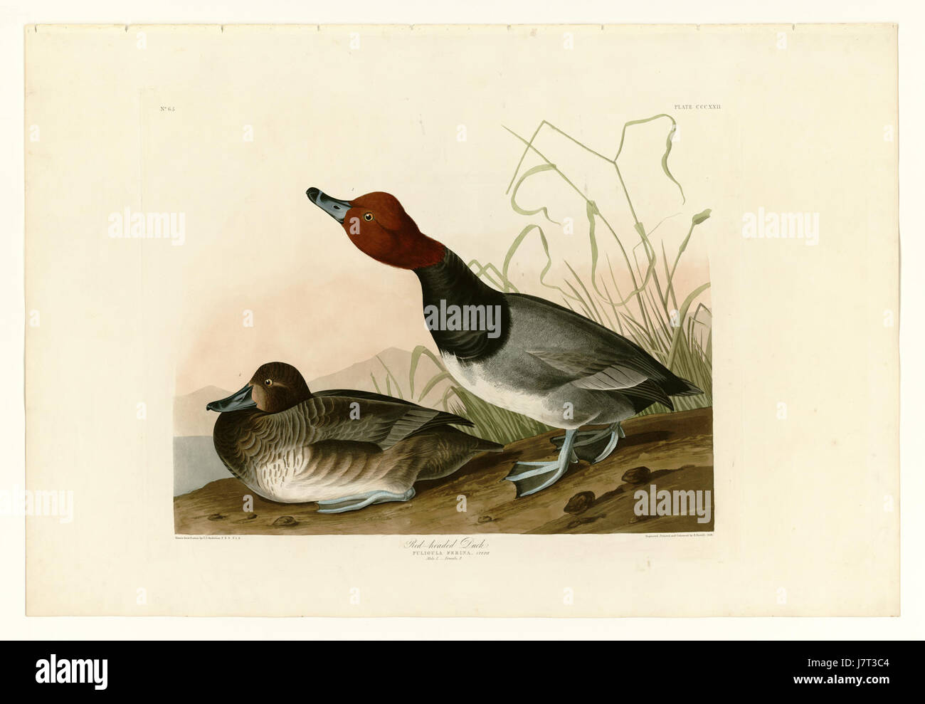 Red headed ducks hi-res stock photography and images - Alamy