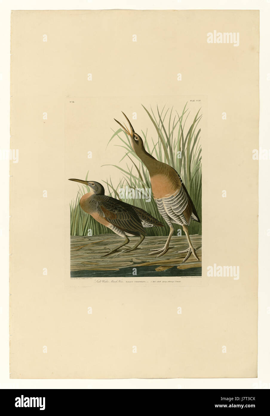 204 Salt Water Marsh Hen Stock Photo - Alamy