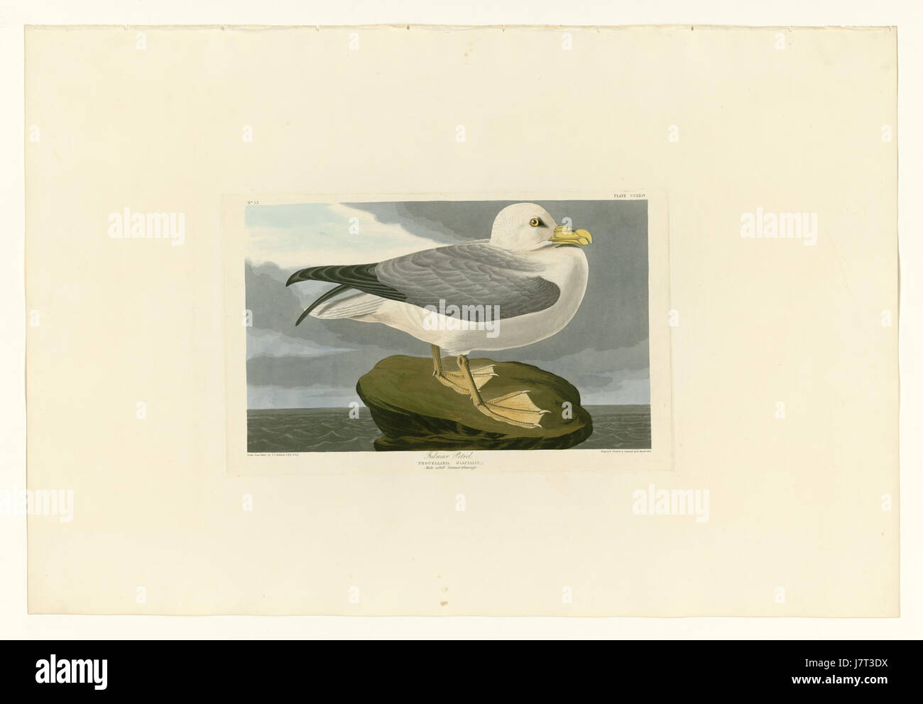 Petrel drawing hi-res stock photography and images - Alamy