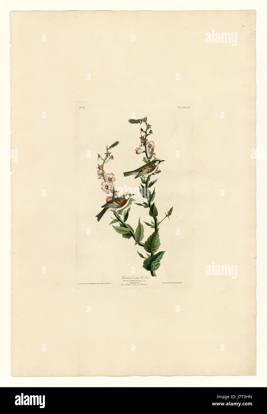 The Chestnut-sided Warbler is a small migratory songbird, known for its ...