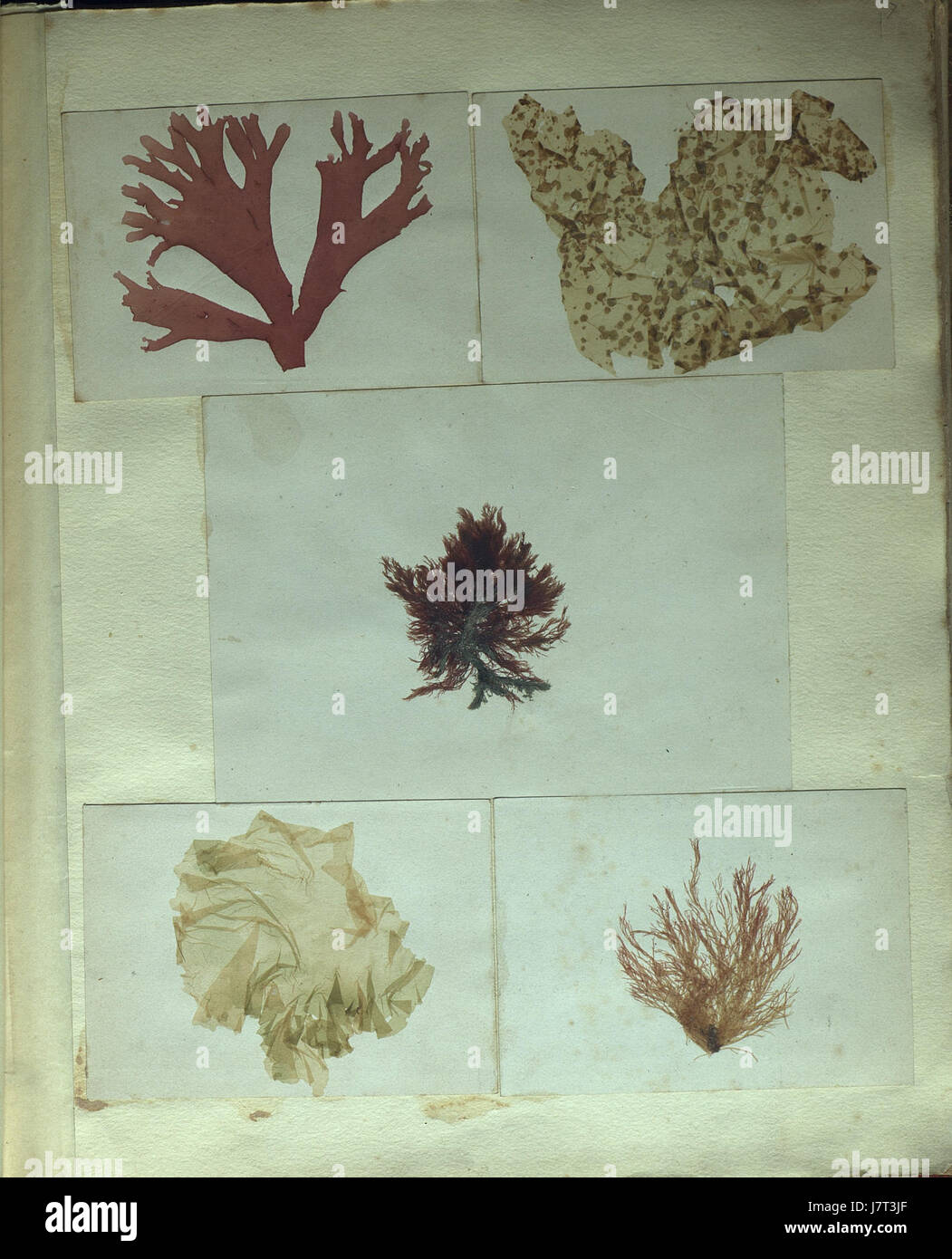 Algues marines 6 Stock Photo - Alamy