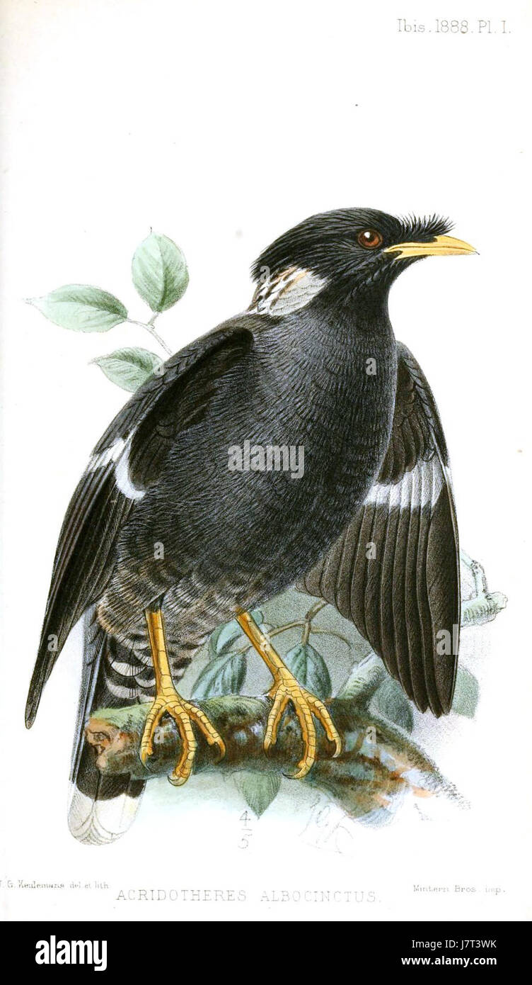 White myna hi-res stock photography and images - Alamy