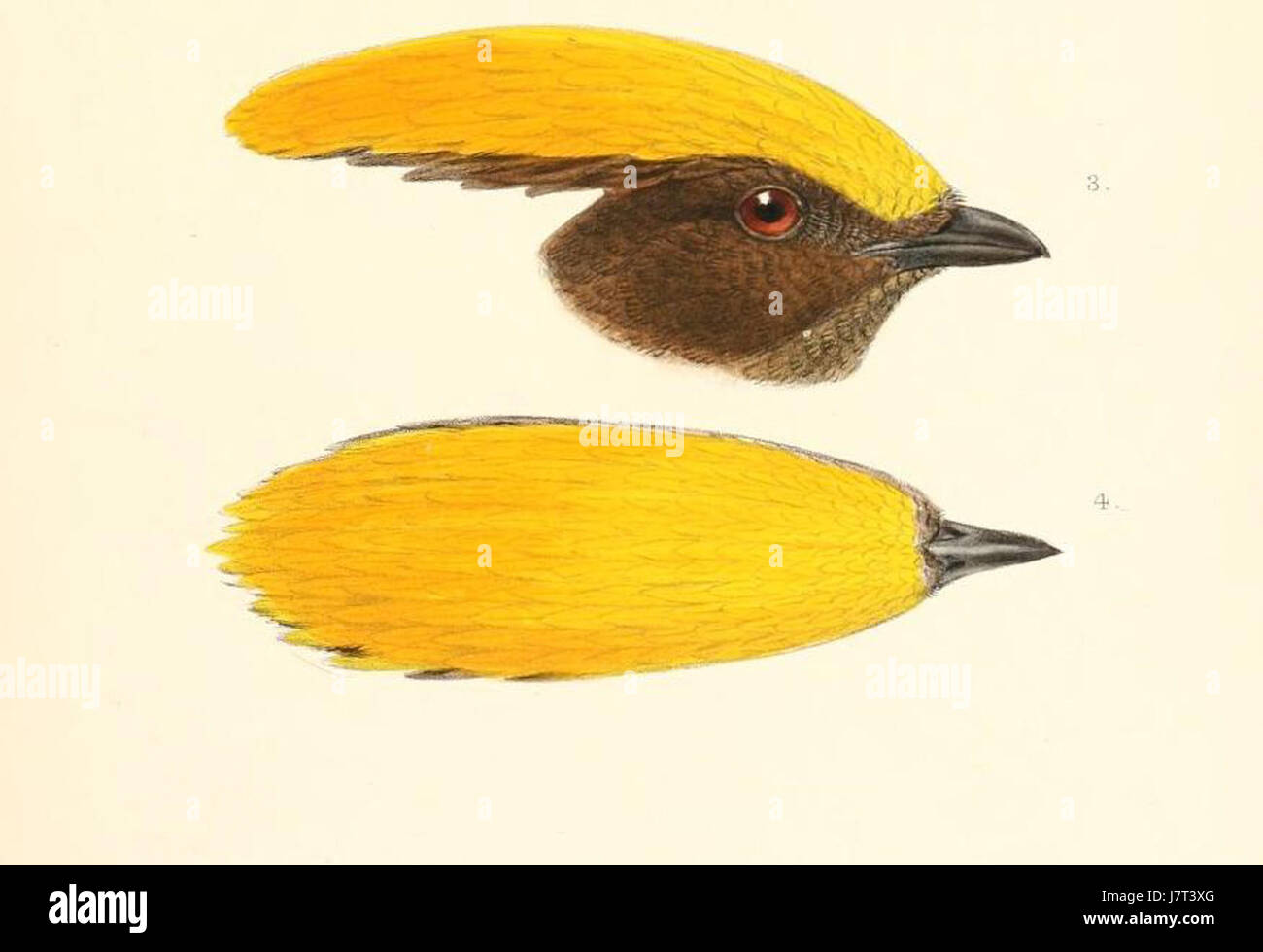 Amblyornis flavifrons, commonly known as the yellow-fronted bowerbird ...