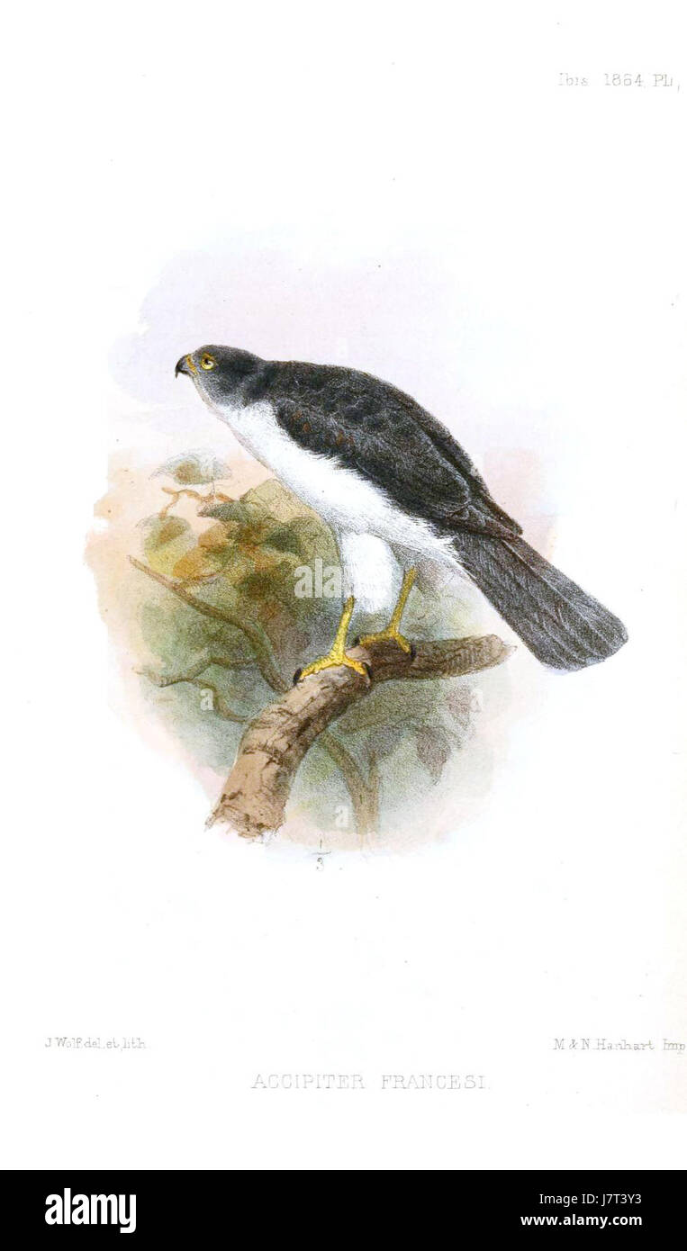 The Accipiter Francesi Wolf is a species of bird of prey, likely ...