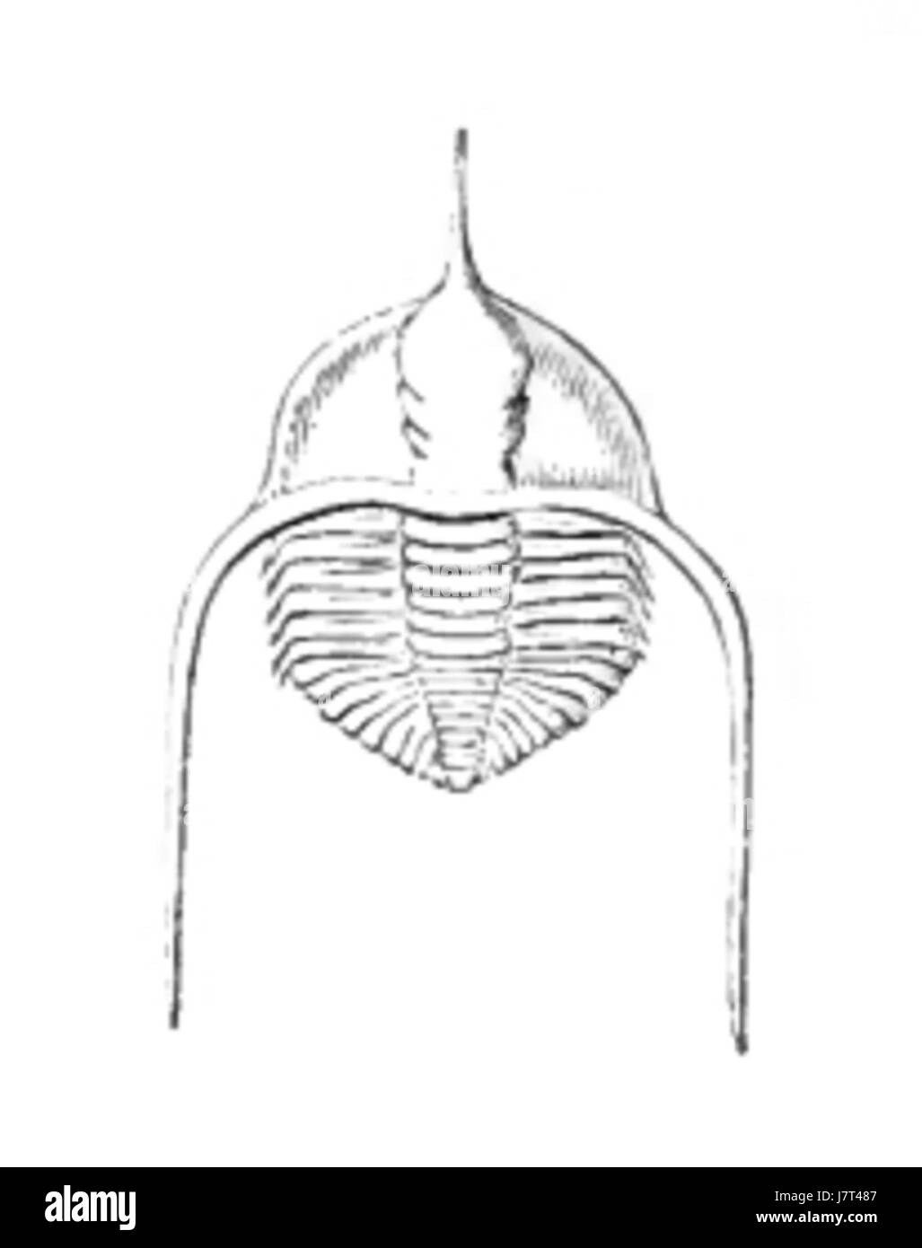 Insect species interaction Black and White Stock Photos & Images - Alamy