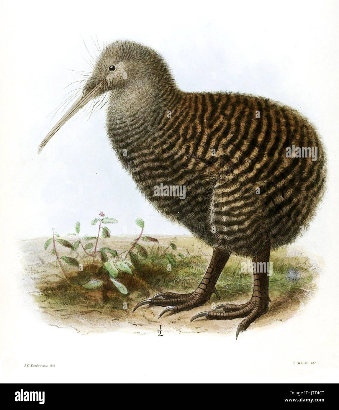 The image likely depicts the Haast's kiwi, a bird species native to New ...