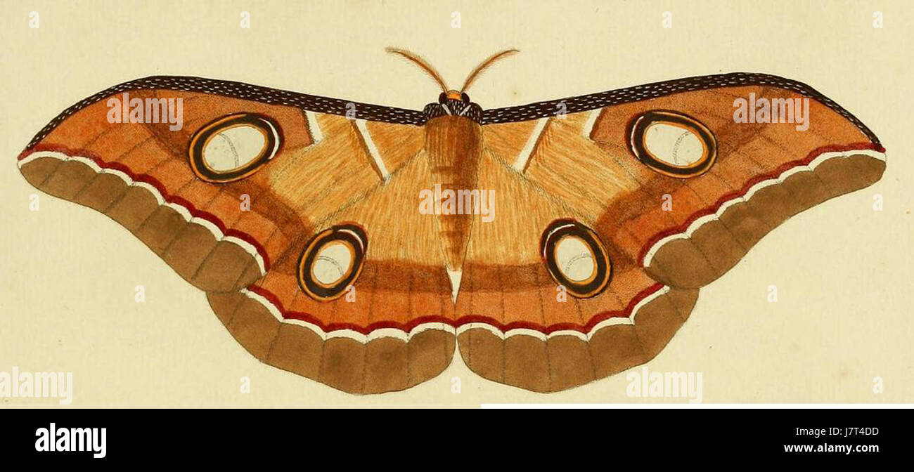 Antheraea paphia hi-res stock photography and images - Alamy