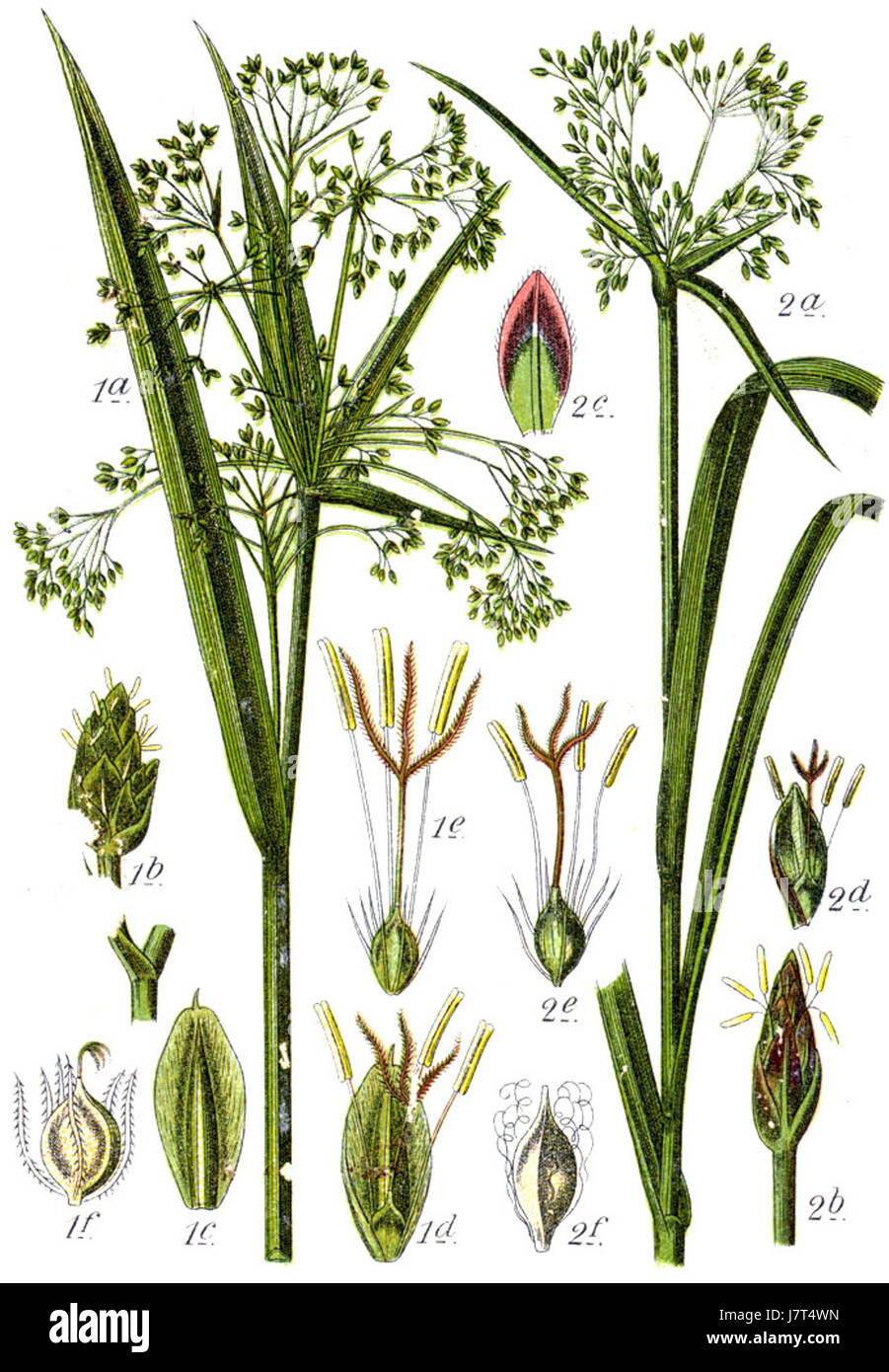 This reference to *Cyperaceae spp.* refers to the family of grasses ...