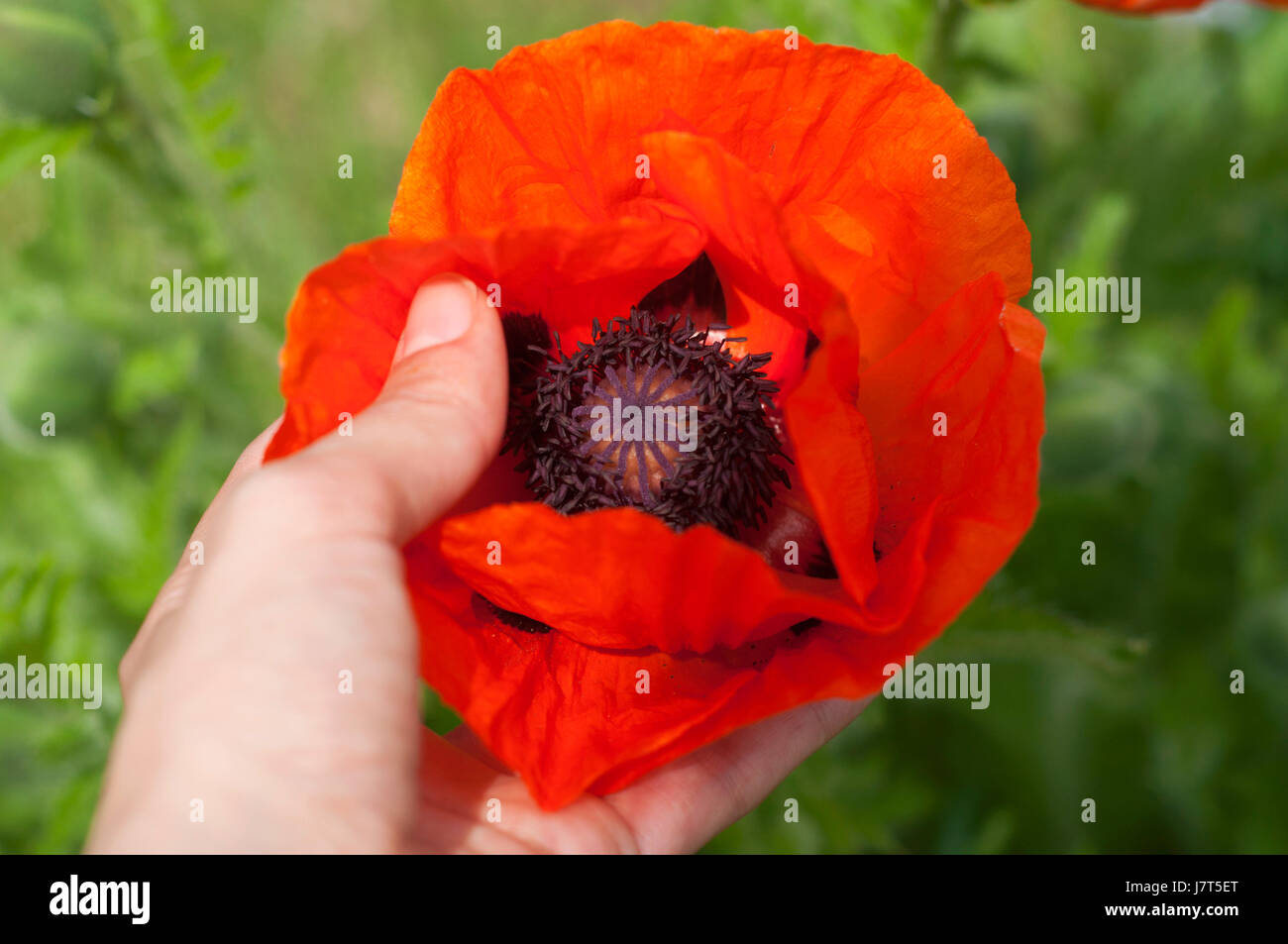 A girl holds in her hand a tender poppy flower Stock Photo - Alamy