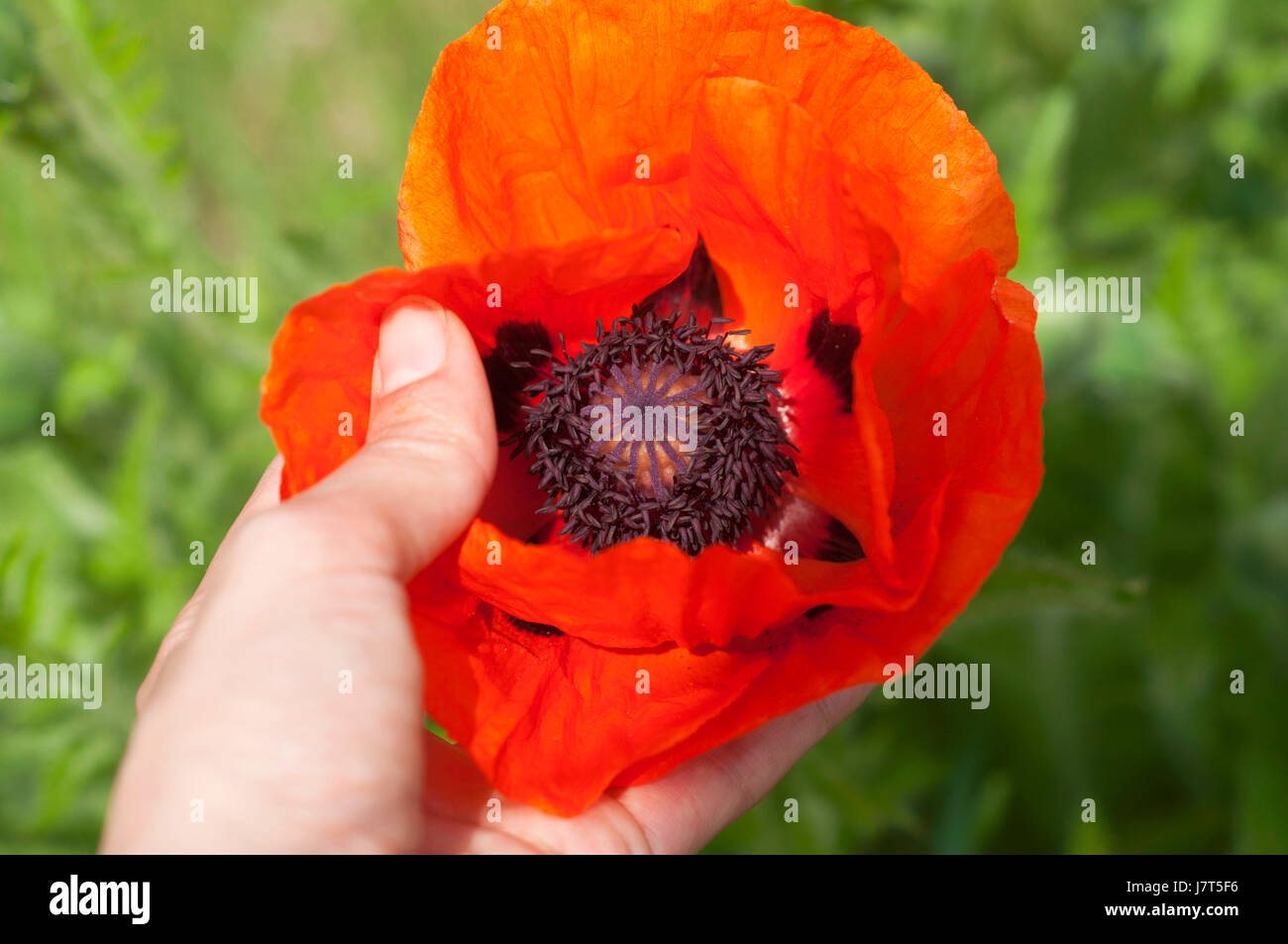 A girl holds in her hand a tender poppy flower Stock Photo - Alamy