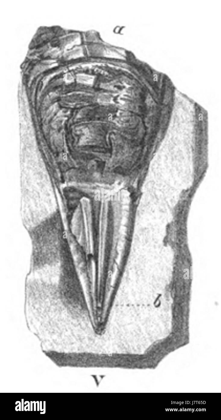 Belemnotheutis phragmocone ventral Stock Photo - Alamy