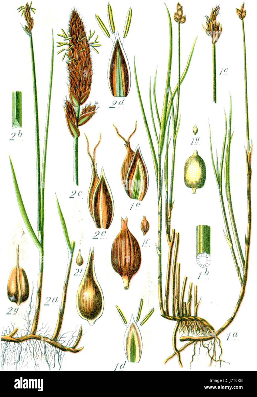 Sedge grass identification hi-res stock photography and images - Alamy