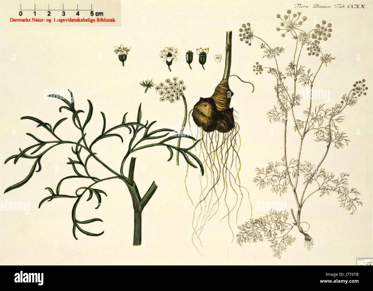 Bunium bulbocastanum, also known as aardkastanje, is a plant species ...