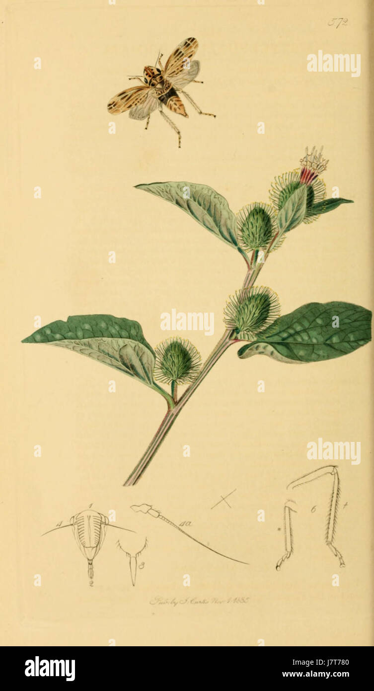 This plate from *British Entomology* by John Curtis illustrates various ...