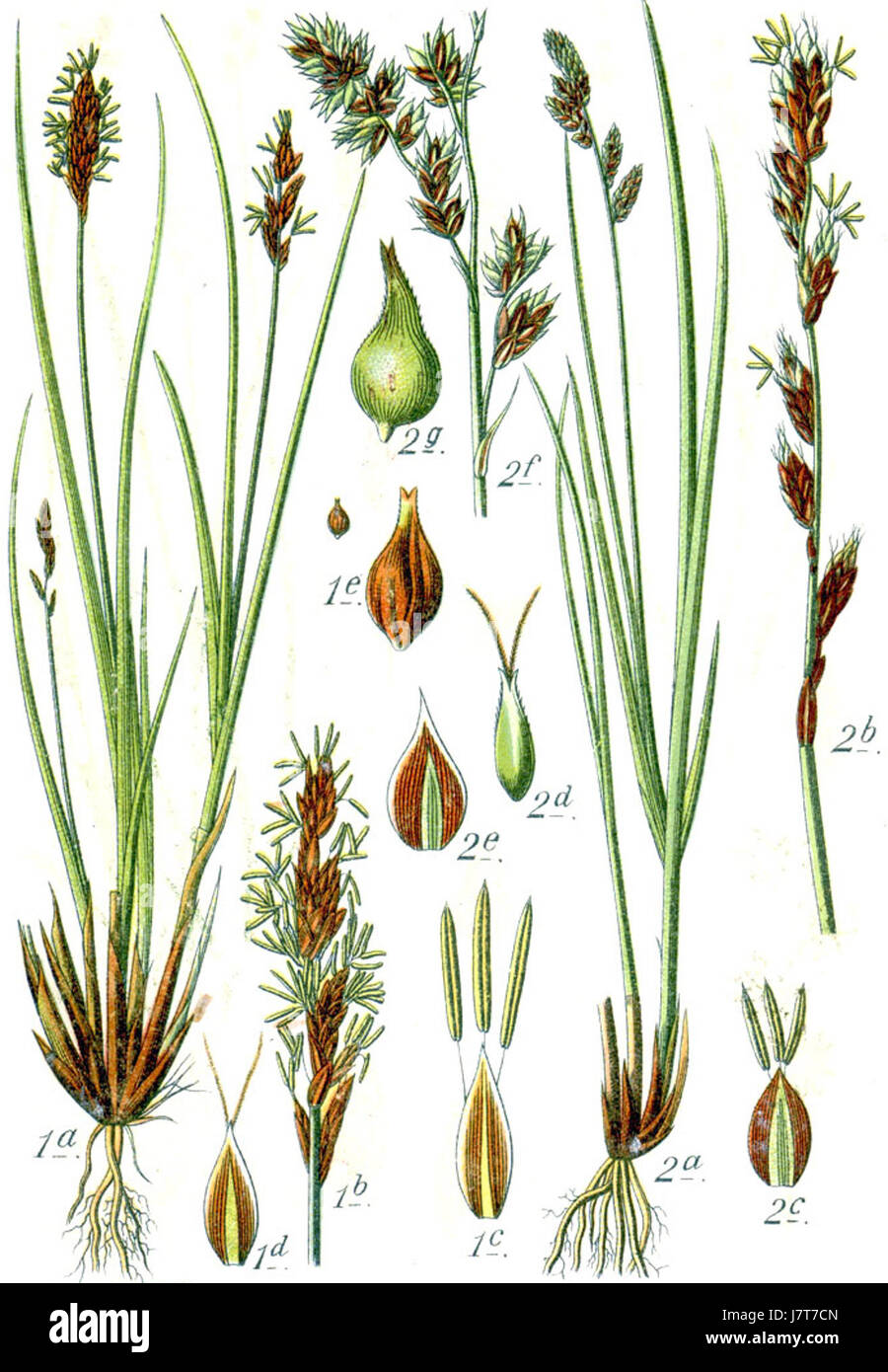 Carex spp. refers to a genus of plants commonly known as sedges. These ...