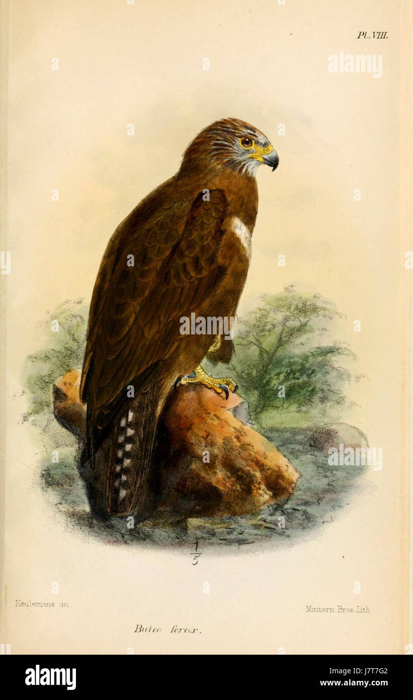 Raptor study hi-res stock photography and images - Alamy