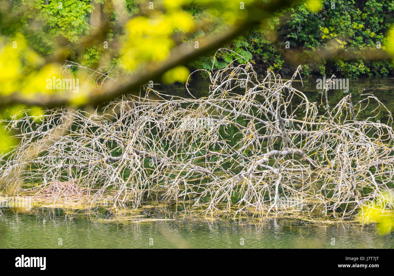 Dead twigs from an old tree resting on water in a lake in Spring Stock ...