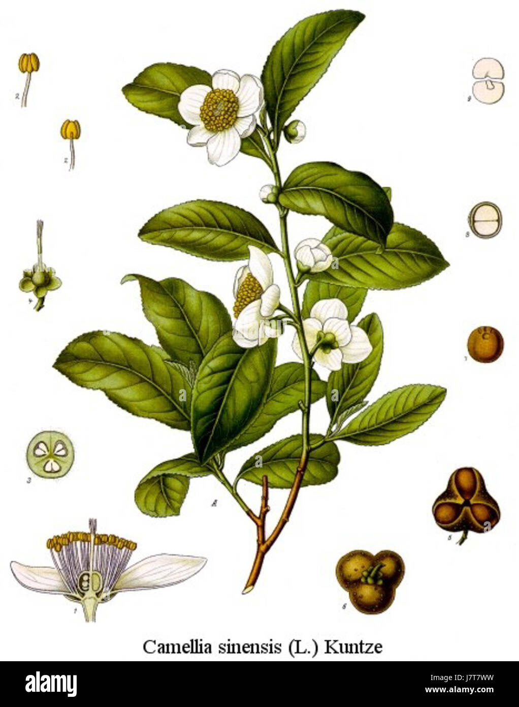 Camellia sinensis drawing Stock Photo - Alamy