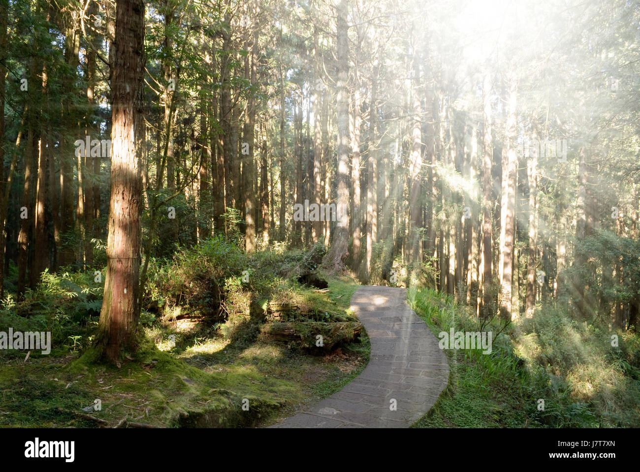 tree outdoor outside route path way forest plant nature beautiful ...