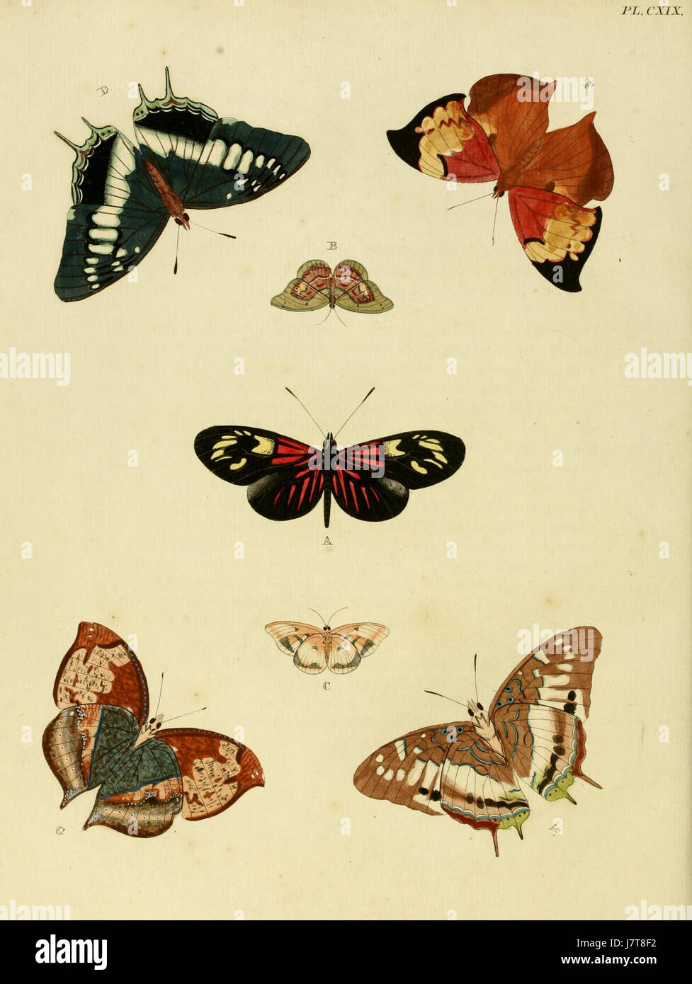 This plate from Cramer & Stoll's 'Uitlandsche Kapellen' (Foreign ...