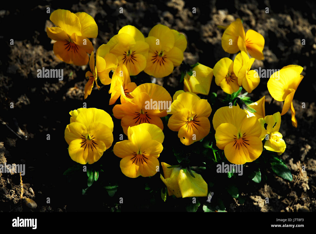 Vilaceae hi-res stock photography and images - Alamy