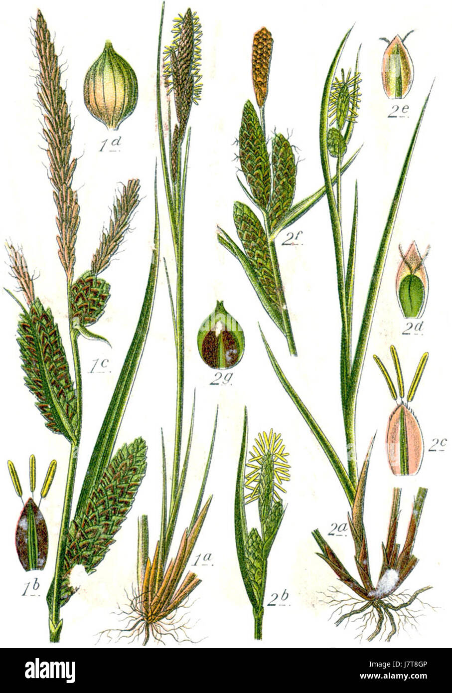 An illustration of various species of the genus Carex, commonly known ...