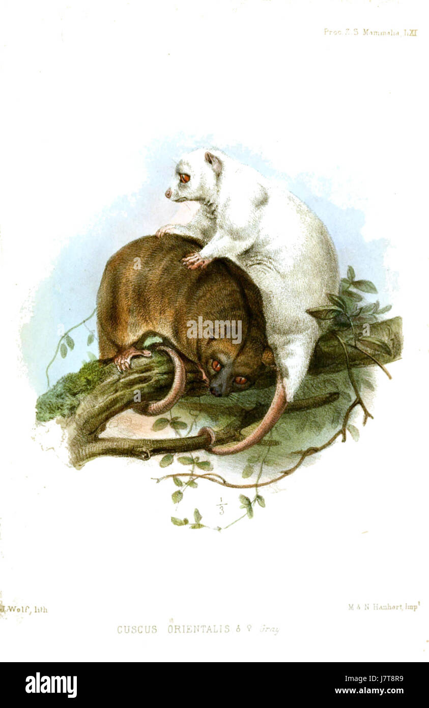 The Cuscus orientalis, also known as the northern cuscus, is a ...
