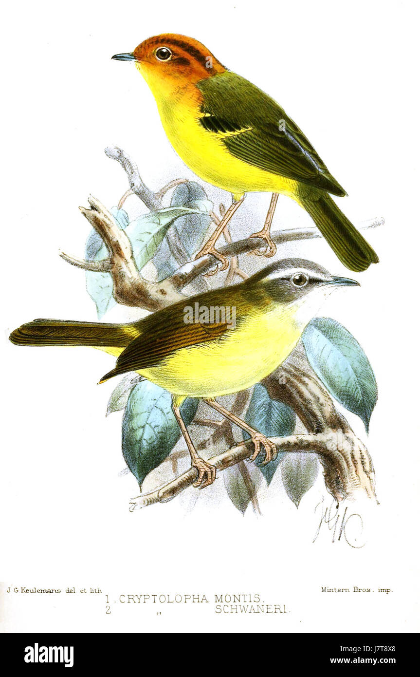Cryptolopha, a genus of birds, illustrated by Keulemans in the 19th ...