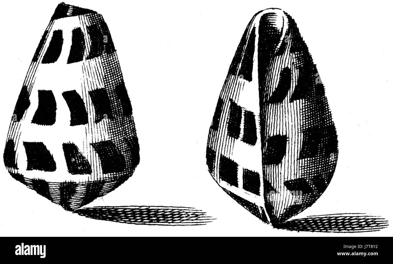 Conus ebraeus, commonly known as the banded cone, is a species of ...