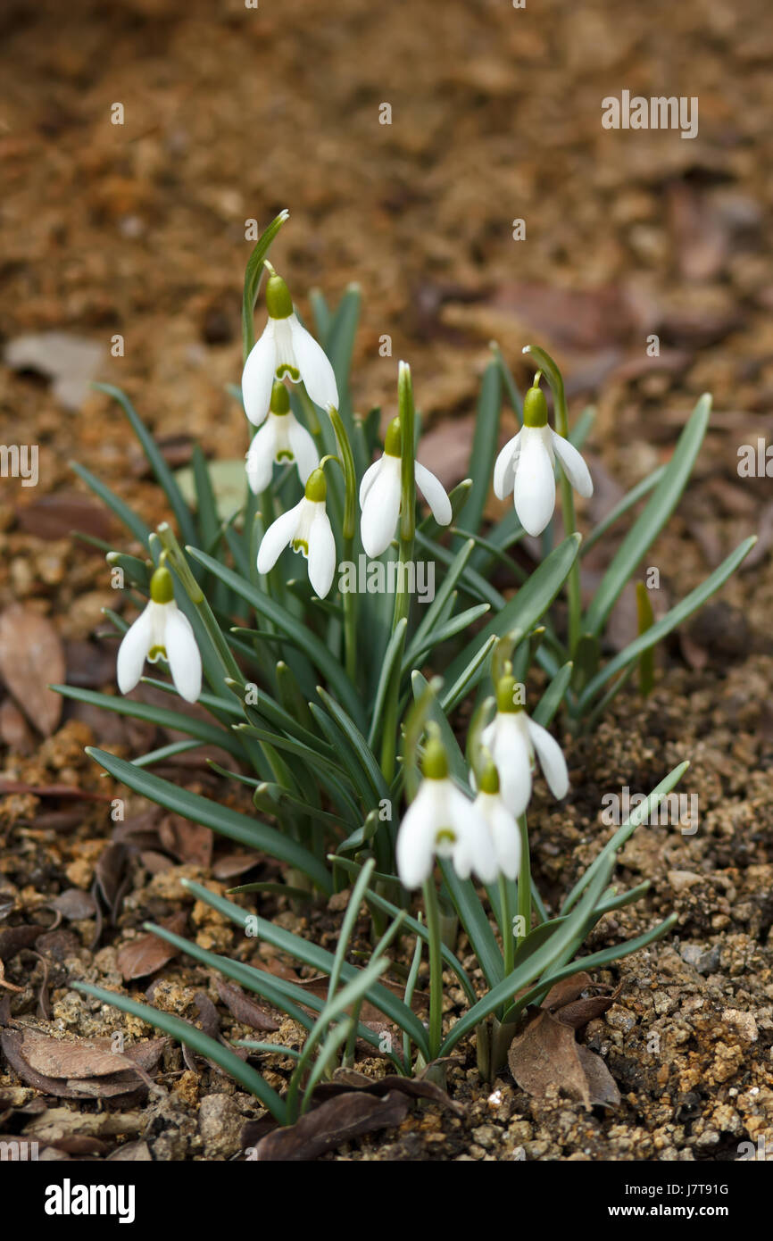 garden flower plant europe spring seasonal flower plant bloom blossom ...