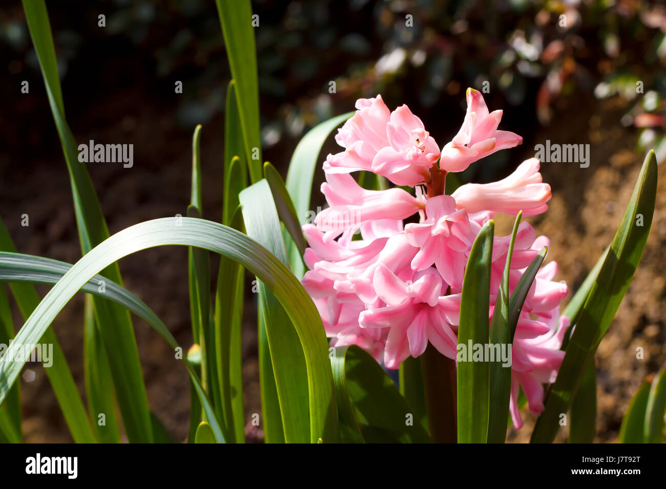 garden flower plant europe spring seasonal beautiful beauteously nice ...