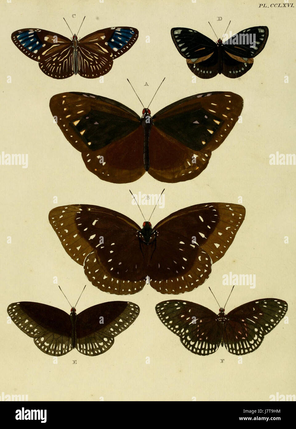 The work 'Uitlandsche Kapellen' by Cramer and Stoll, published in ...