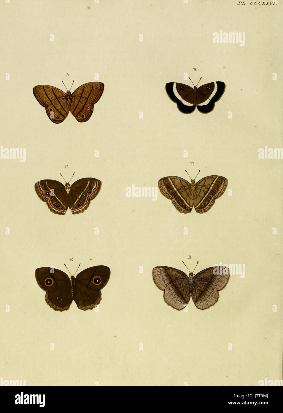 Cramer and Stoll's 'Uitlandsche Kapellen,' Volume 4, Plate 326, is an ...